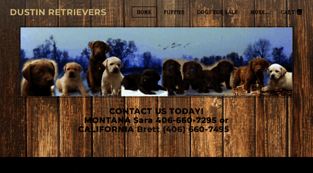 dustinretrievers.com - DUSTIN RETRIEVERS - HOME - DUSTIN RETRIEVERS