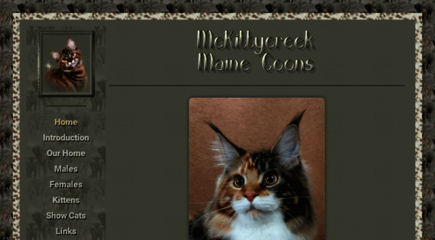 mckittycreek.com - Maine Coon Cattery in PA - McK... - Mc Kitty Creek